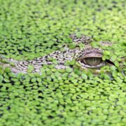 Guide to Importing the Math Class in Java - Code Underscored